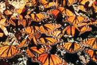 La fuerza de la fragilidad: Una epopeya de la naturaleza